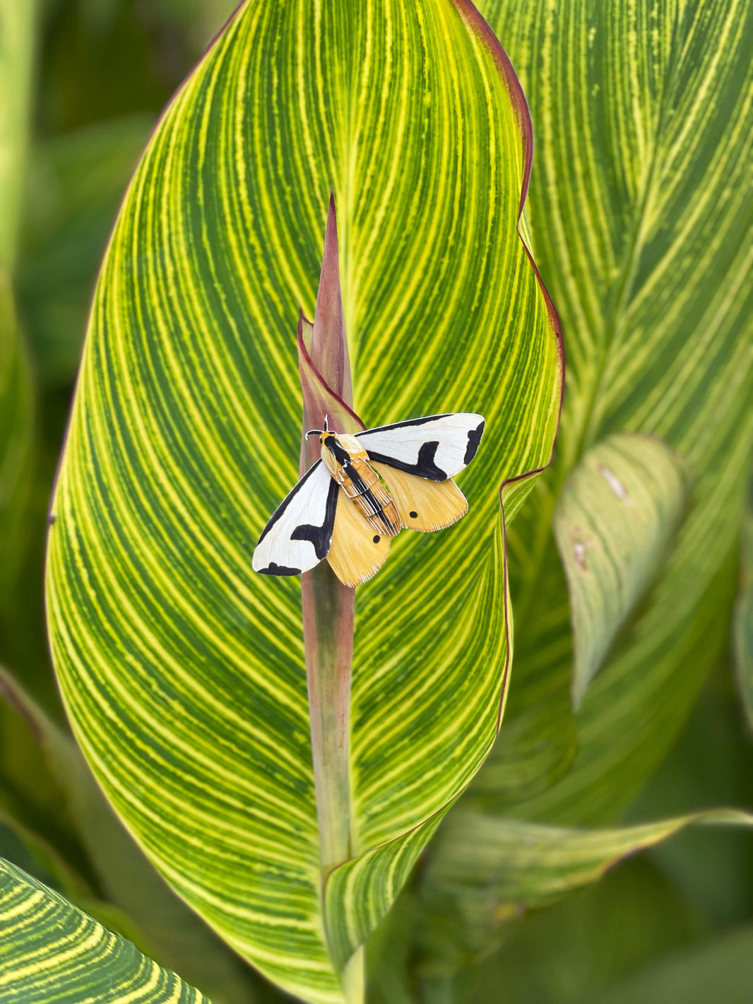 Paper Moth – Elka Yang