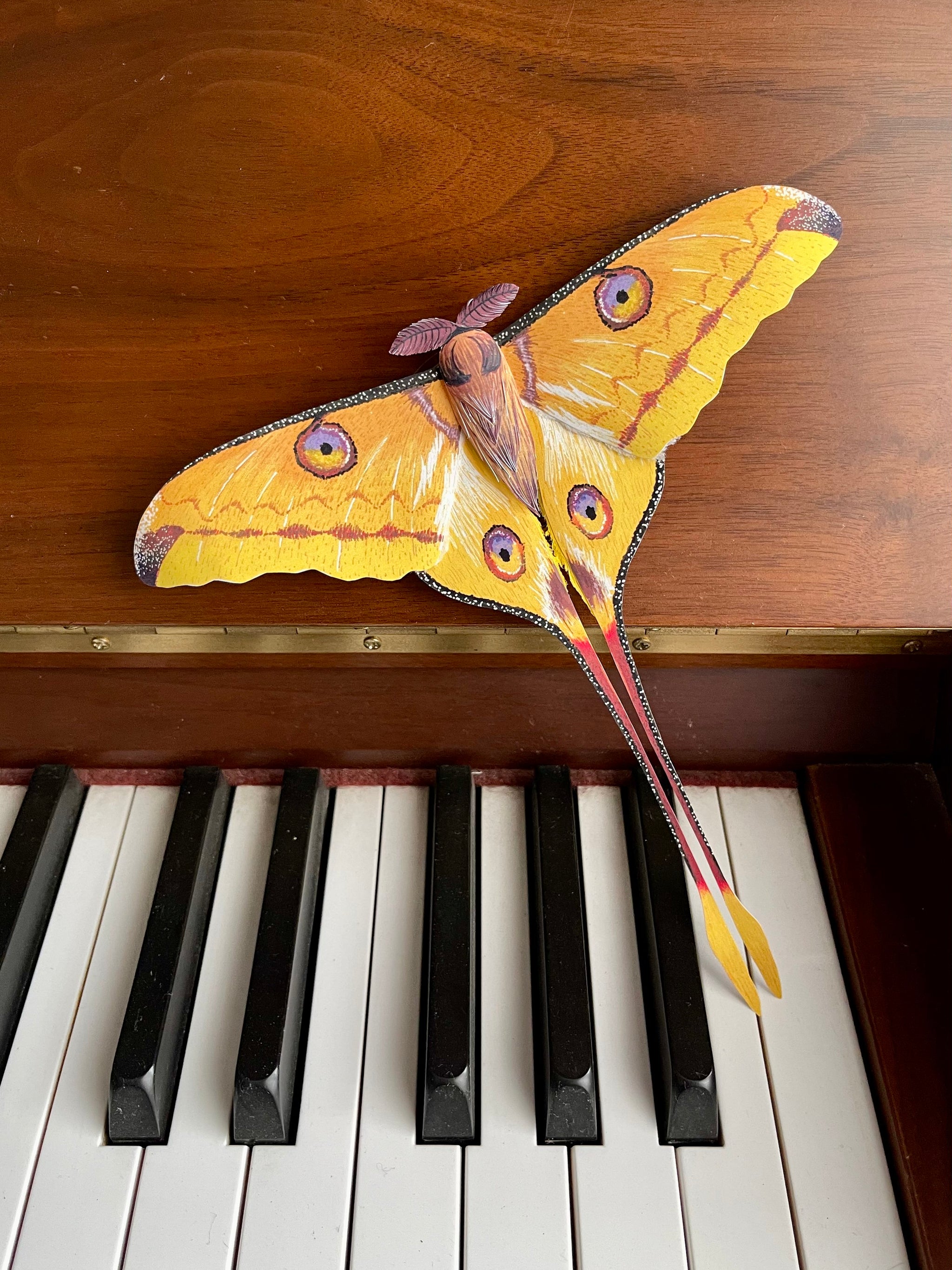 Comet Moth, Madagascan Moon Moth| ElkaYang – Elka Yang