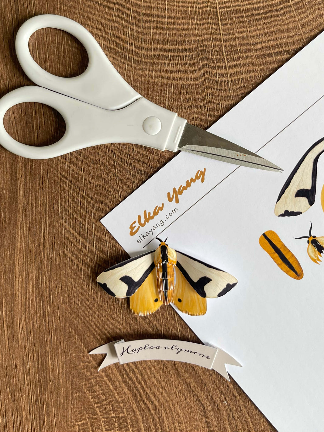 Paper Moth – Elka Yang