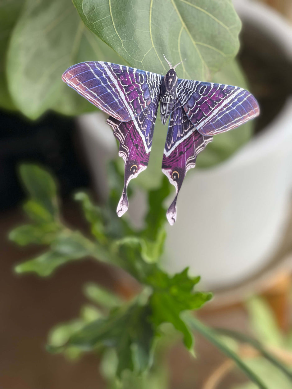 Paper Moth – Elka Yang