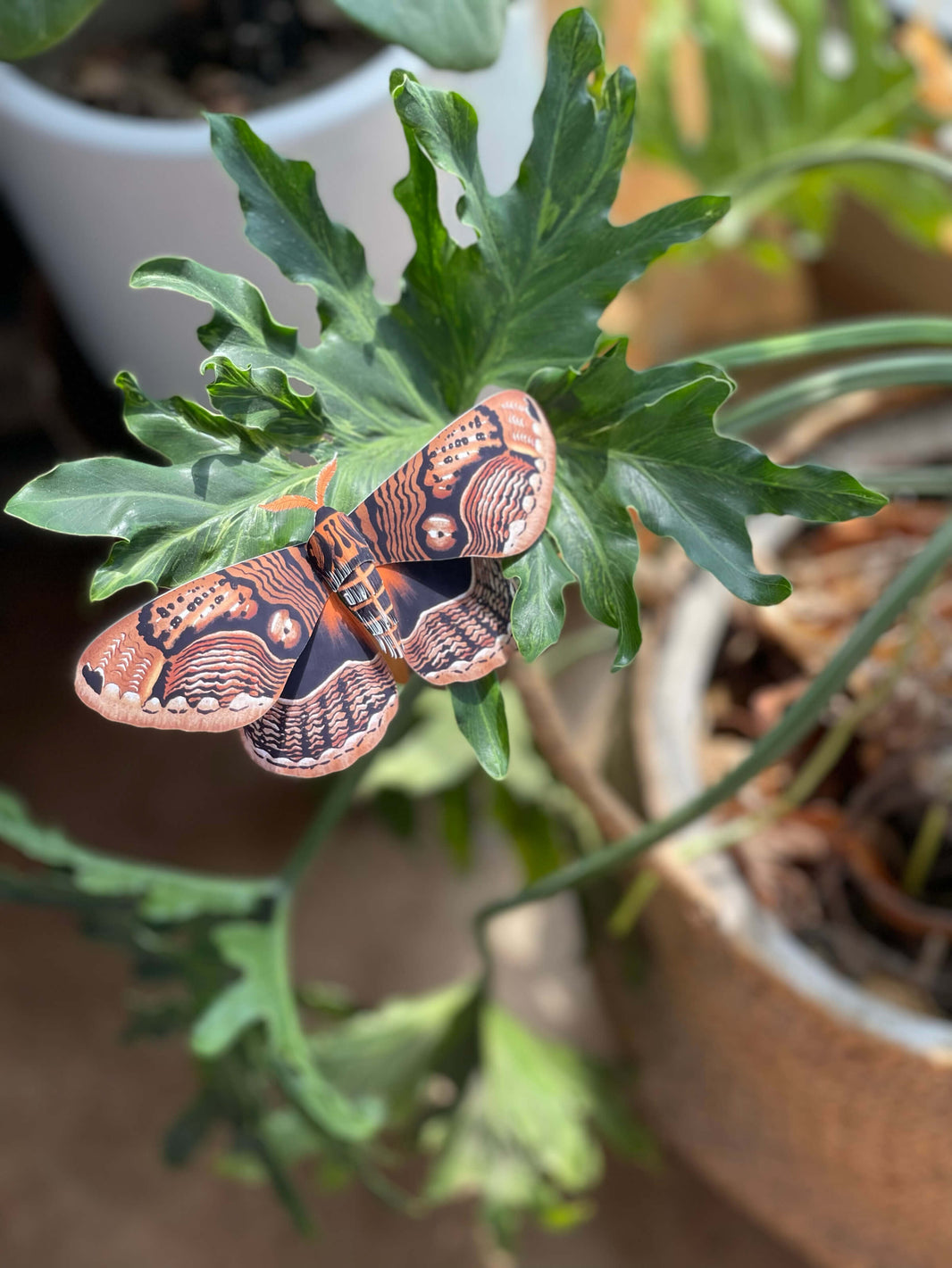 Paper Moth – Elka Yang