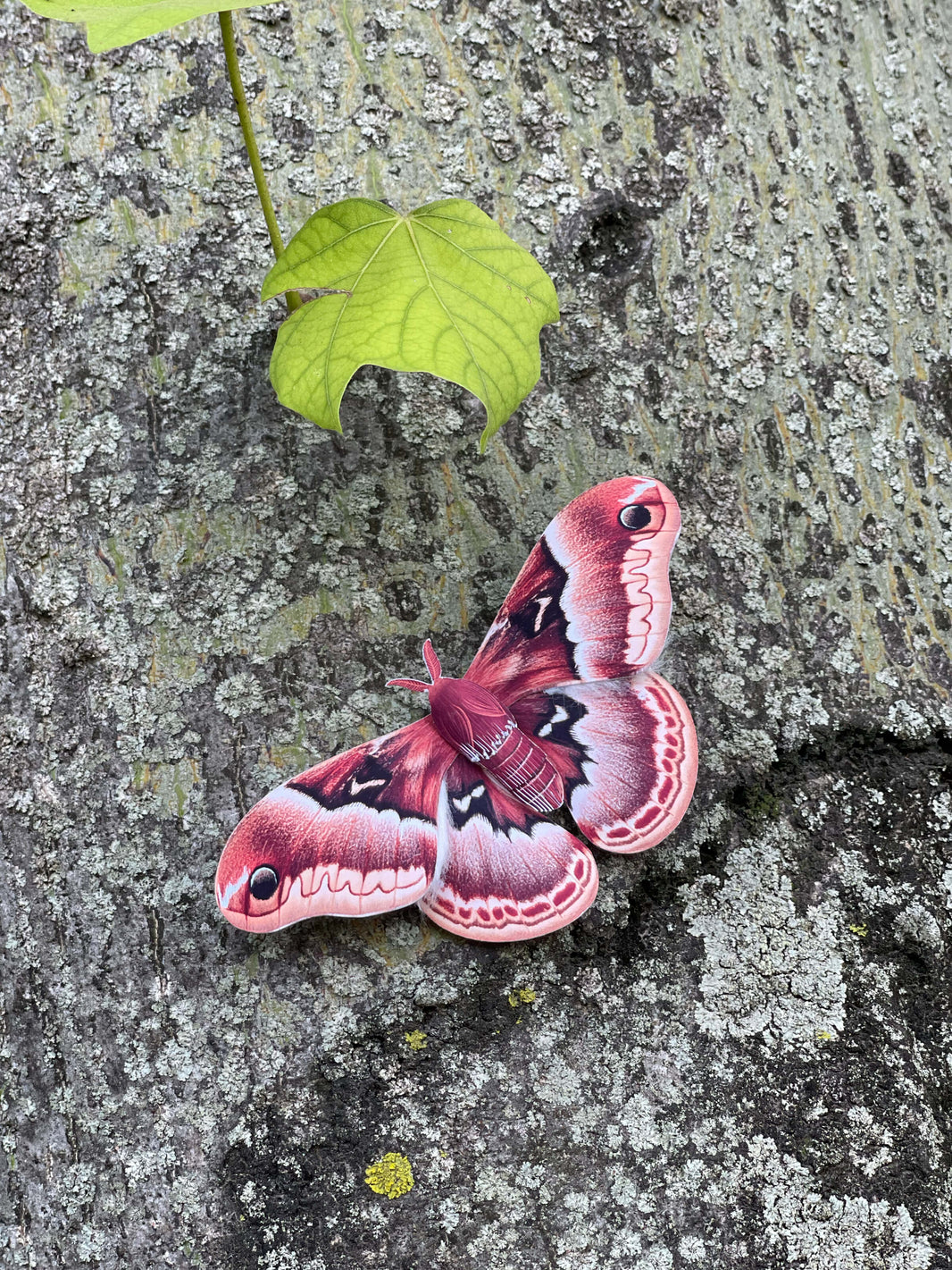 Paper Moth – Elka Yang